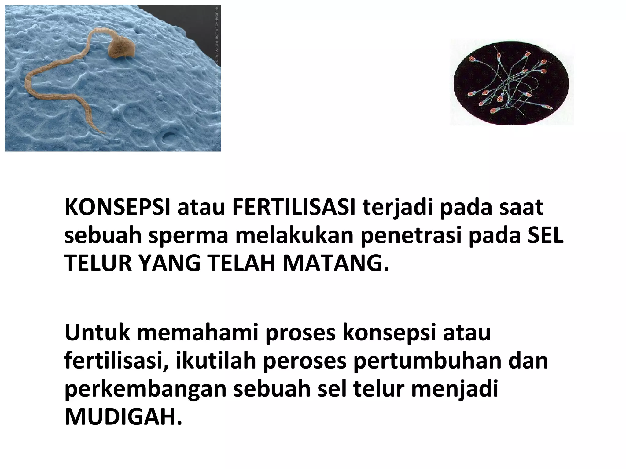 PROSES KEHAMILAN | PPT