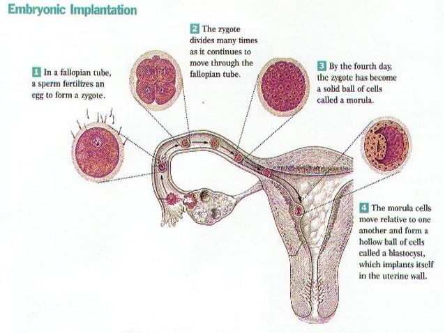 PROSES KEHAMILAN | PPT