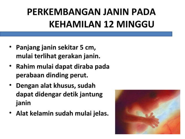 PROSES KEHAMILAN | PPT