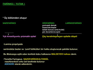 solunum sistemi histolojisi ( alt ve ust ) | PPT