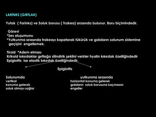 solunum sistemi histolojisi ( alt ve ust ) | PPT