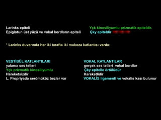 solunum sistemi histolojisi ( alt ve ust ) | PPT