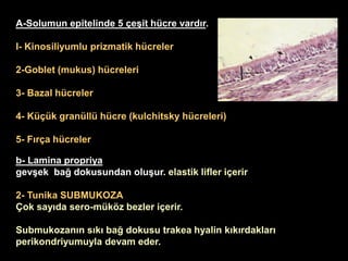 solunum sistemi histolojisi ( alt ve ust ) | PPT