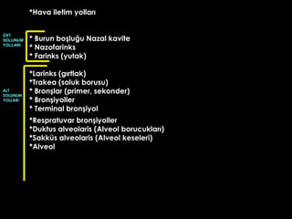 solunum sistemi histolojisi ( alt ve ust ) | PPT