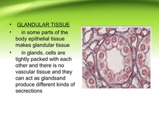 Epithelium | PPT