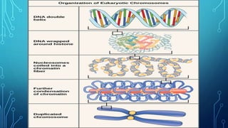 Eukaryotic chromosome organization | PPTX