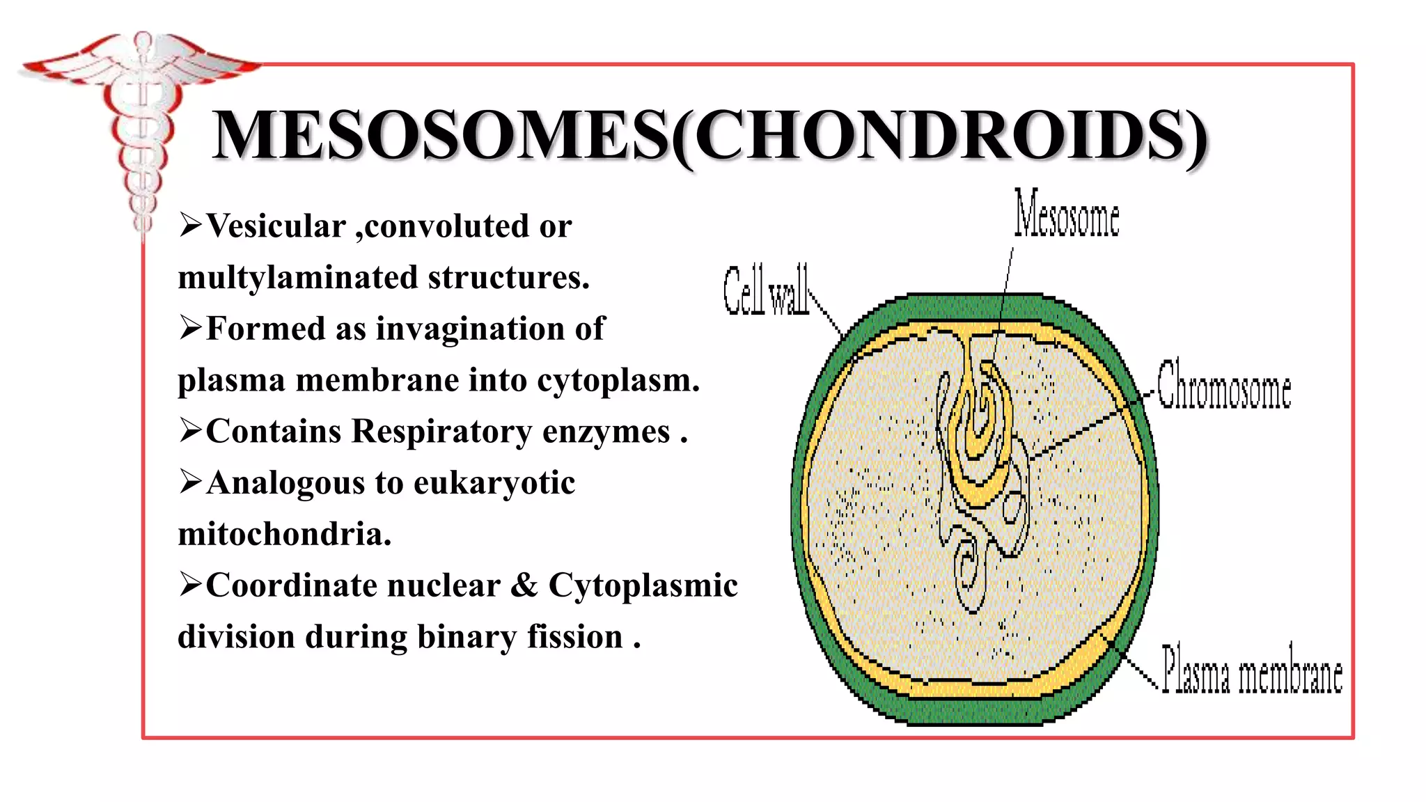 Bacterial cell wall & other related structures | PPTX