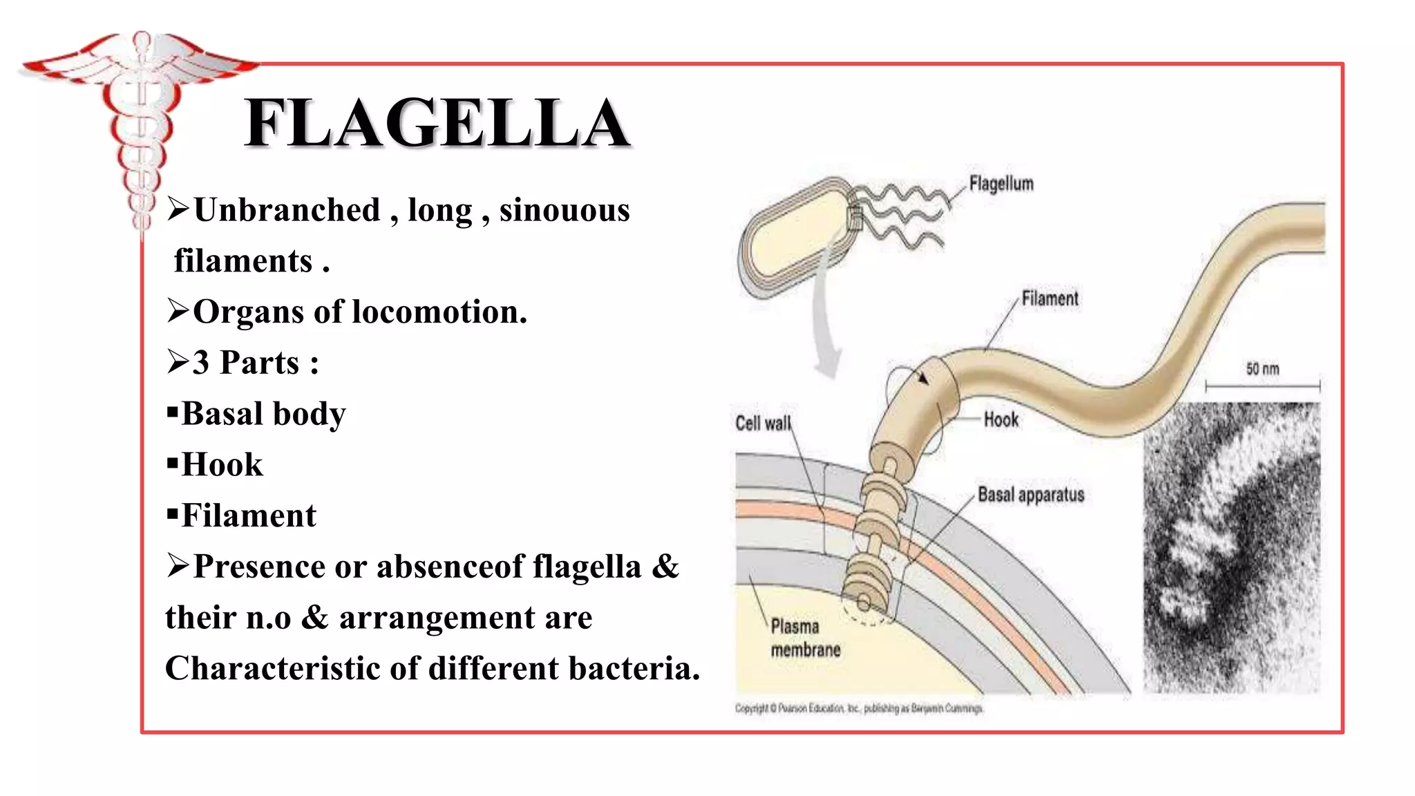 Bacterial cell wall & other related structures | PPTX