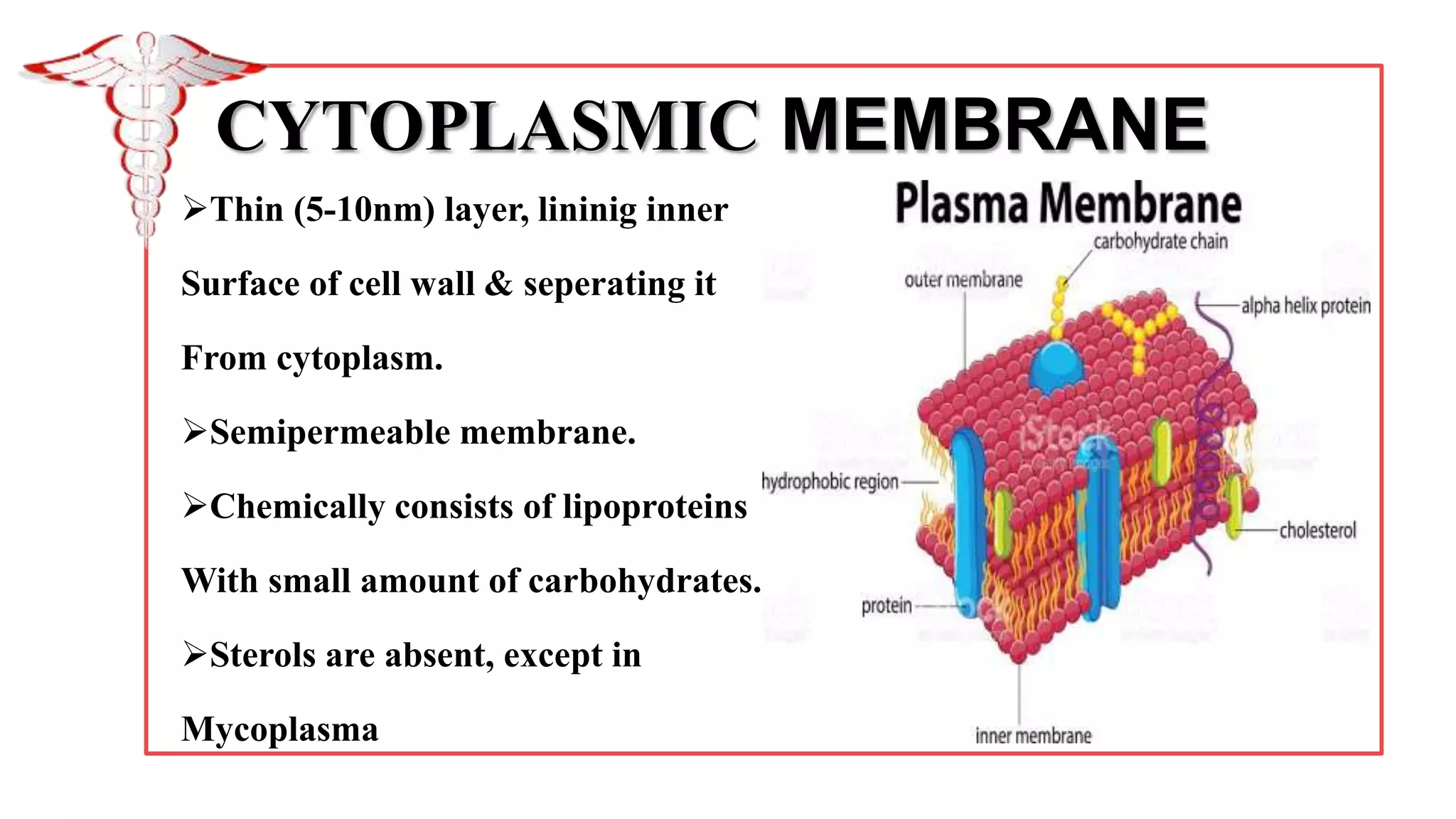 Bacterial cell wall & other related structures | PPTX