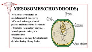 Bacterial cell wall & other related structures | PPTX