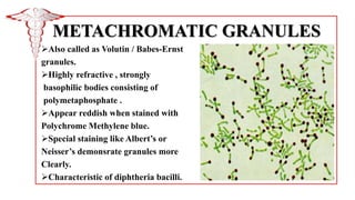 Bacterial cell wall & other related structures | PPTX