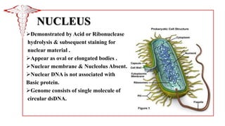 Bacterial cell wall & other related structures | PPTX