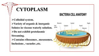 Bacterial cell wall & other related structures | PPTX