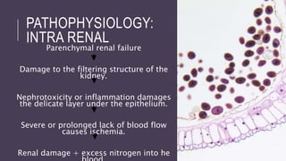 Acute Kidney Injury, (full description). | PPT