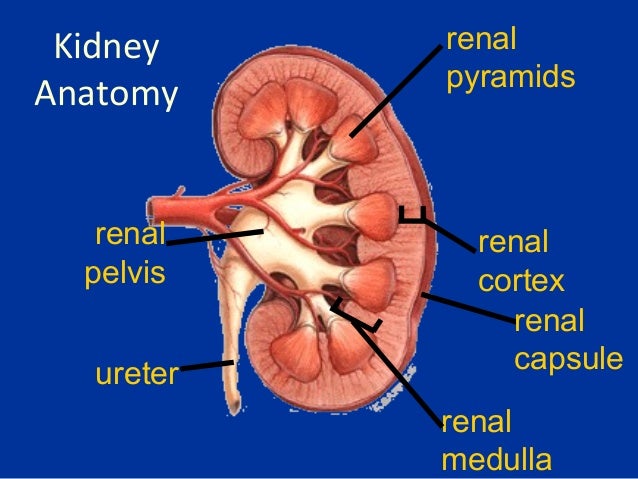 Kidney Renal Cortex Medulla