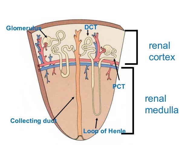 Kidney Renal Cortex Medulla