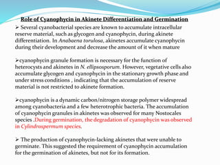Akinetes and their role.pptx
