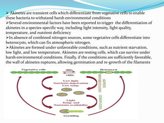 Akinetes and their role.pptx