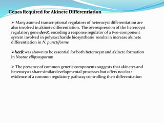 Akinetes and their role.pptx