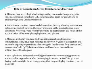 Akinetes and their role.pptx