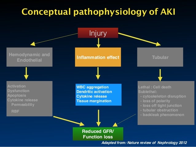 AKI pathophysiology chaken maniyan
