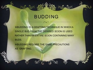 Budding | PPTX