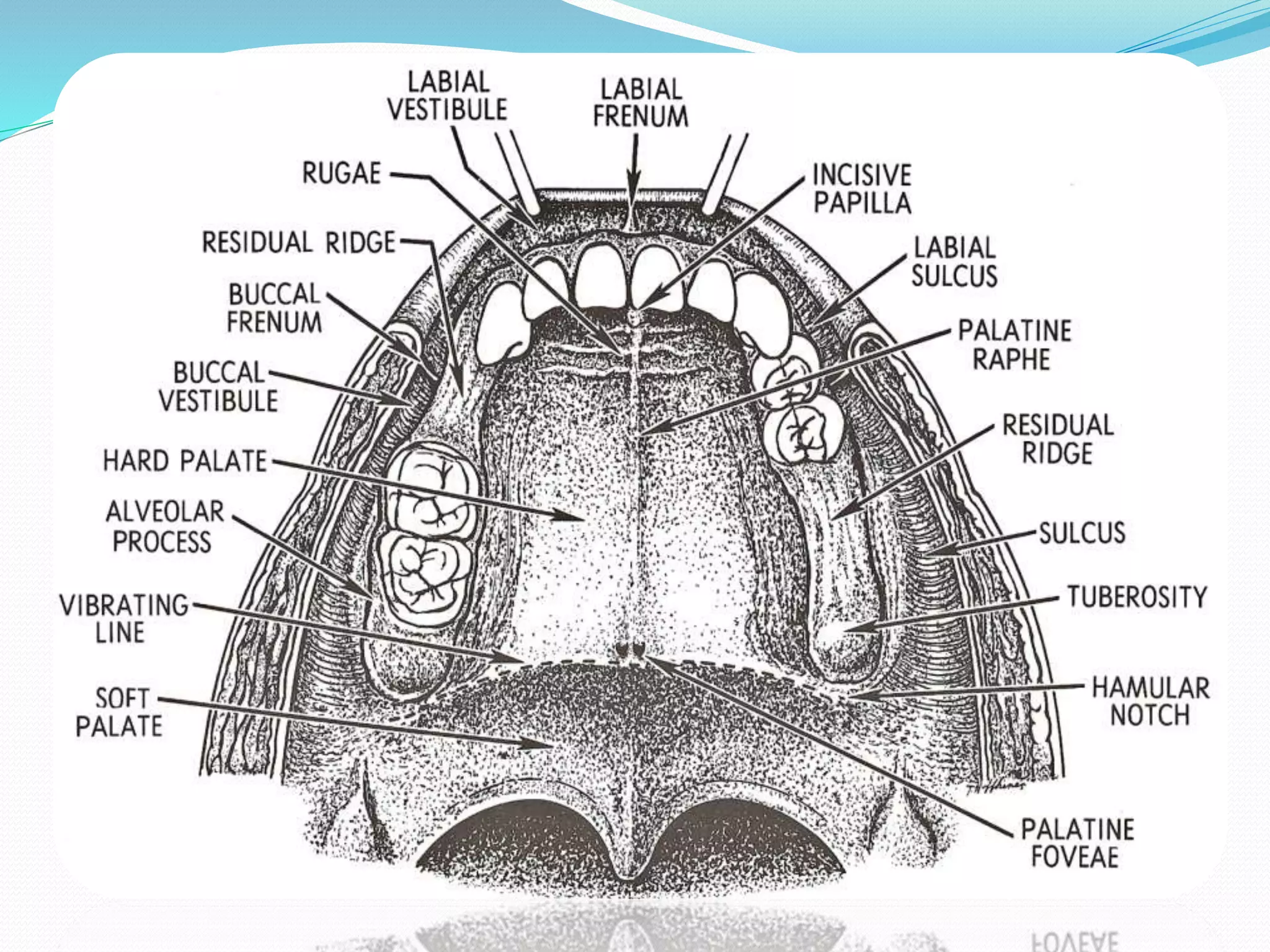 maxillary anatomical landmarks | PPTX
