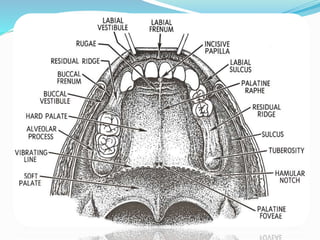 maxillary anatomical landmarks