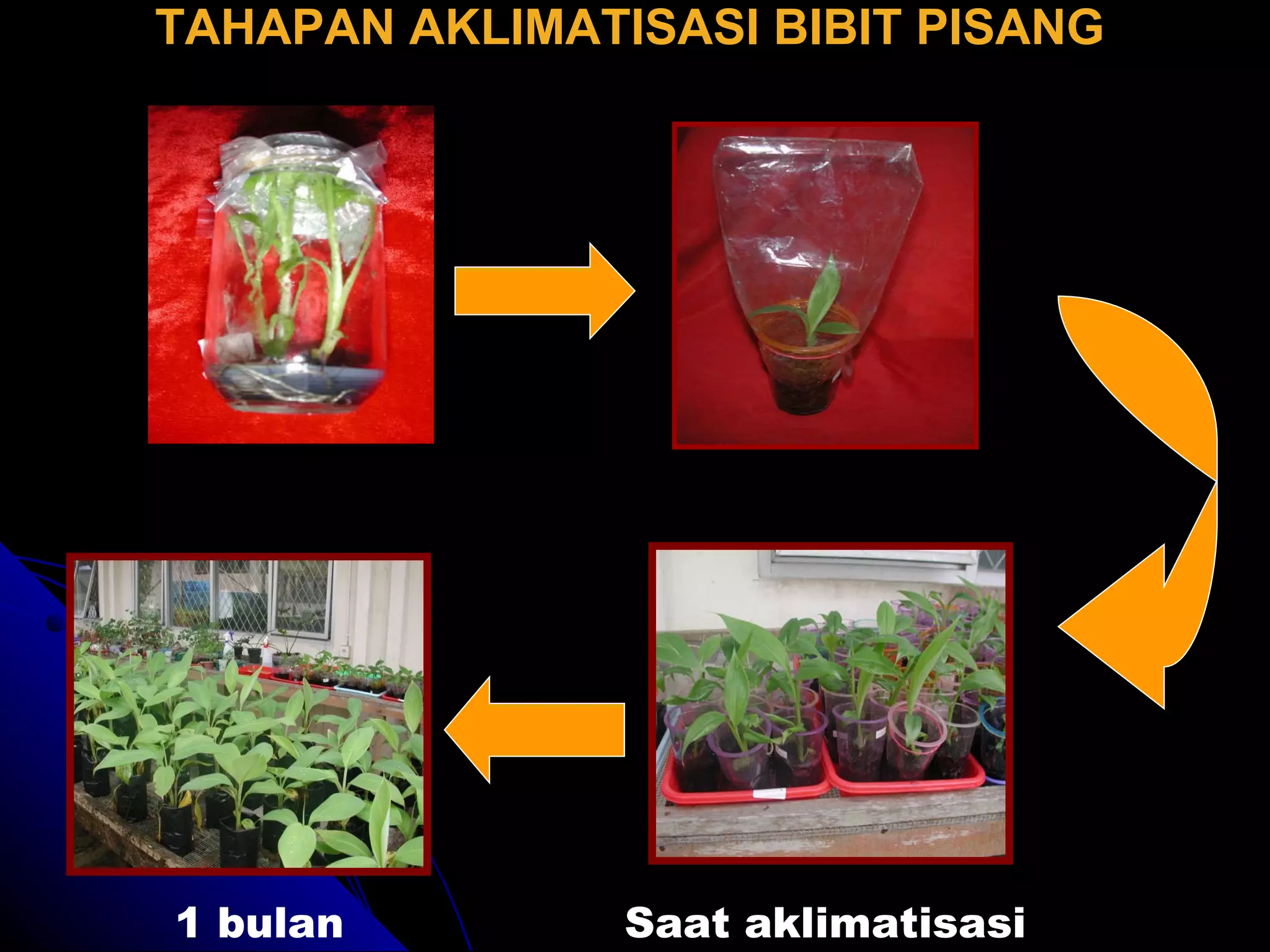 Aklimatisasi | PPT