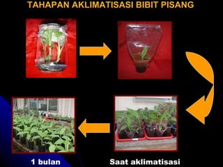 Aklimatisasi | PPT