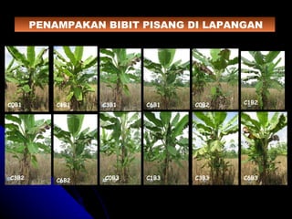 Aklimatisasi | PPT