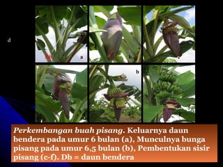 Aklimatisasi | PPT