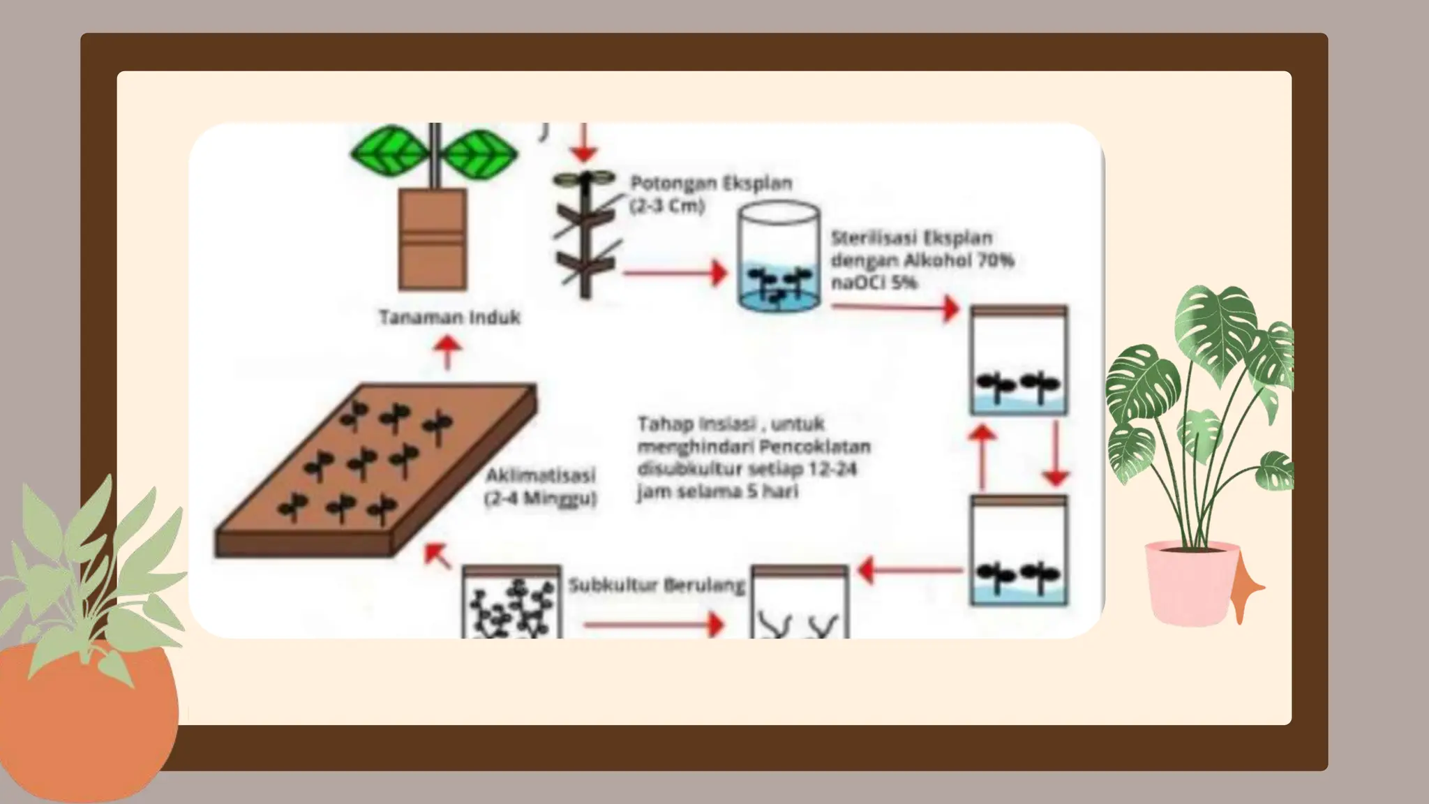 Aklimatisasi_kelompok dua mata kuliah kultur jaringan | PPTX
