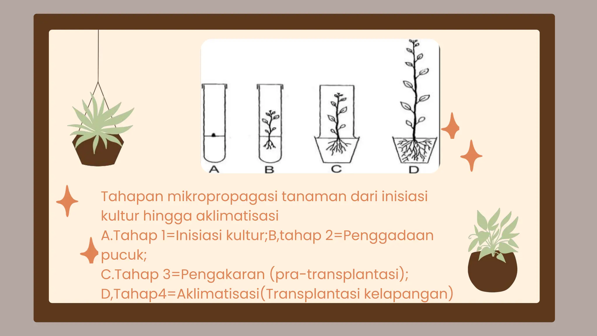 Aklimatisasi_kelompok dua mata kuliah kultur jaringan | PPTX