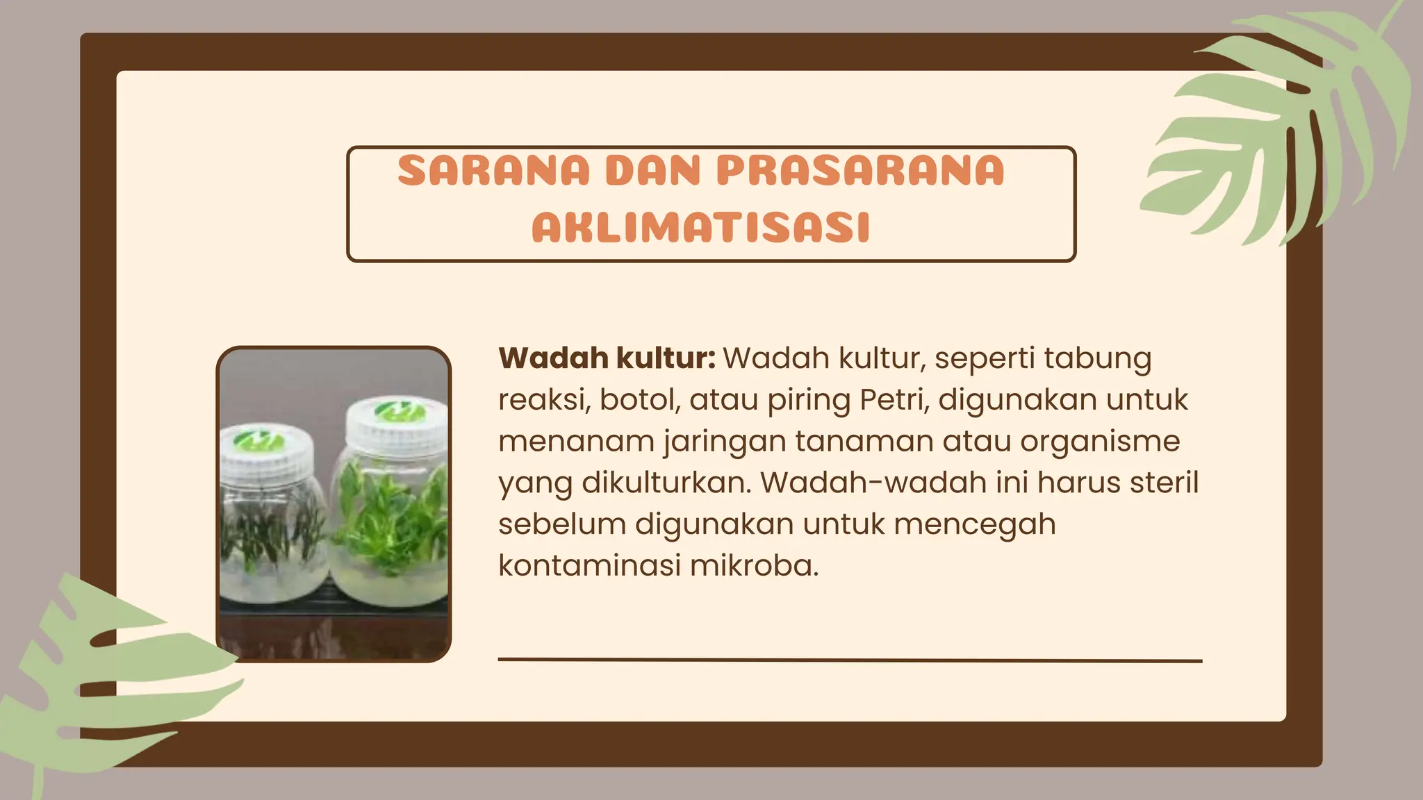 Aklimatisasi_kelompok dua mata kuliah kultur jaringan | PPTX
