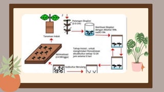 Aklimatisasi_kelompok dua mata kuliah kultur jaringan | PPTX