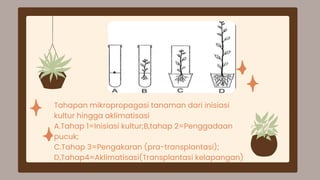 Aklimatisasi_kelompok dua mata kuliah kultur jaringan | PPTX