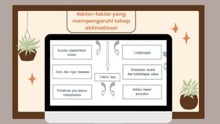 Aklimatisasi_kelompok dua mata kuliah kultur jaringan | PPTX