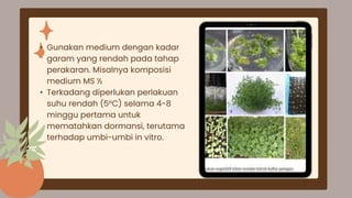 Aklimatisasi_kelompok dua mata kuliah kultur jaringan | PPTX