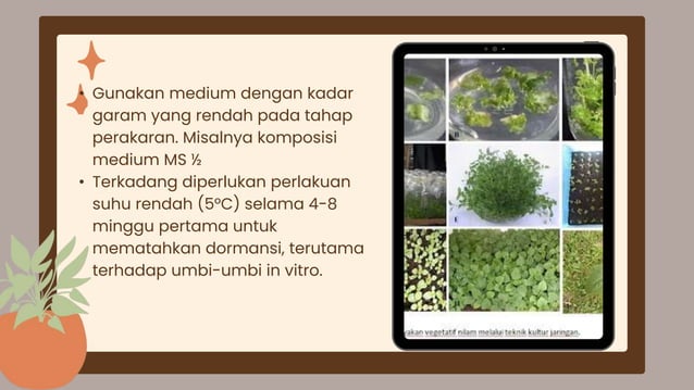 Aklimatisasi_kelompok dua mata kuliah kultur jaringan | PPTX