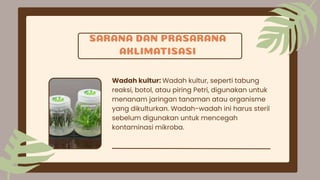 Aklimatisasi_kelompok dua mata kuliah kultur jaringan | PPTX