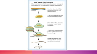 RNA interference & its application | PPTX
