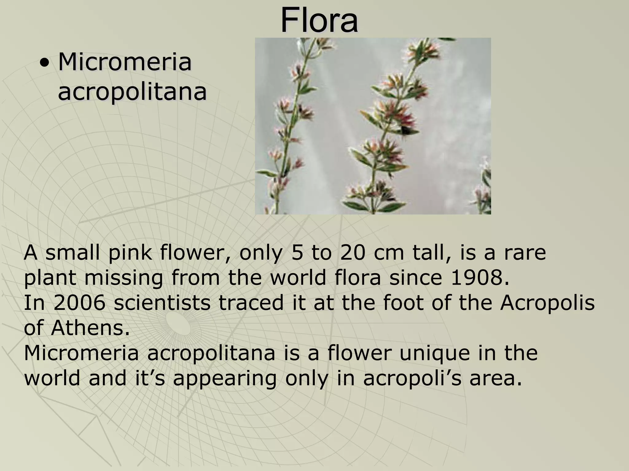 The fauna and flora on Akropolis of Athens | PPT