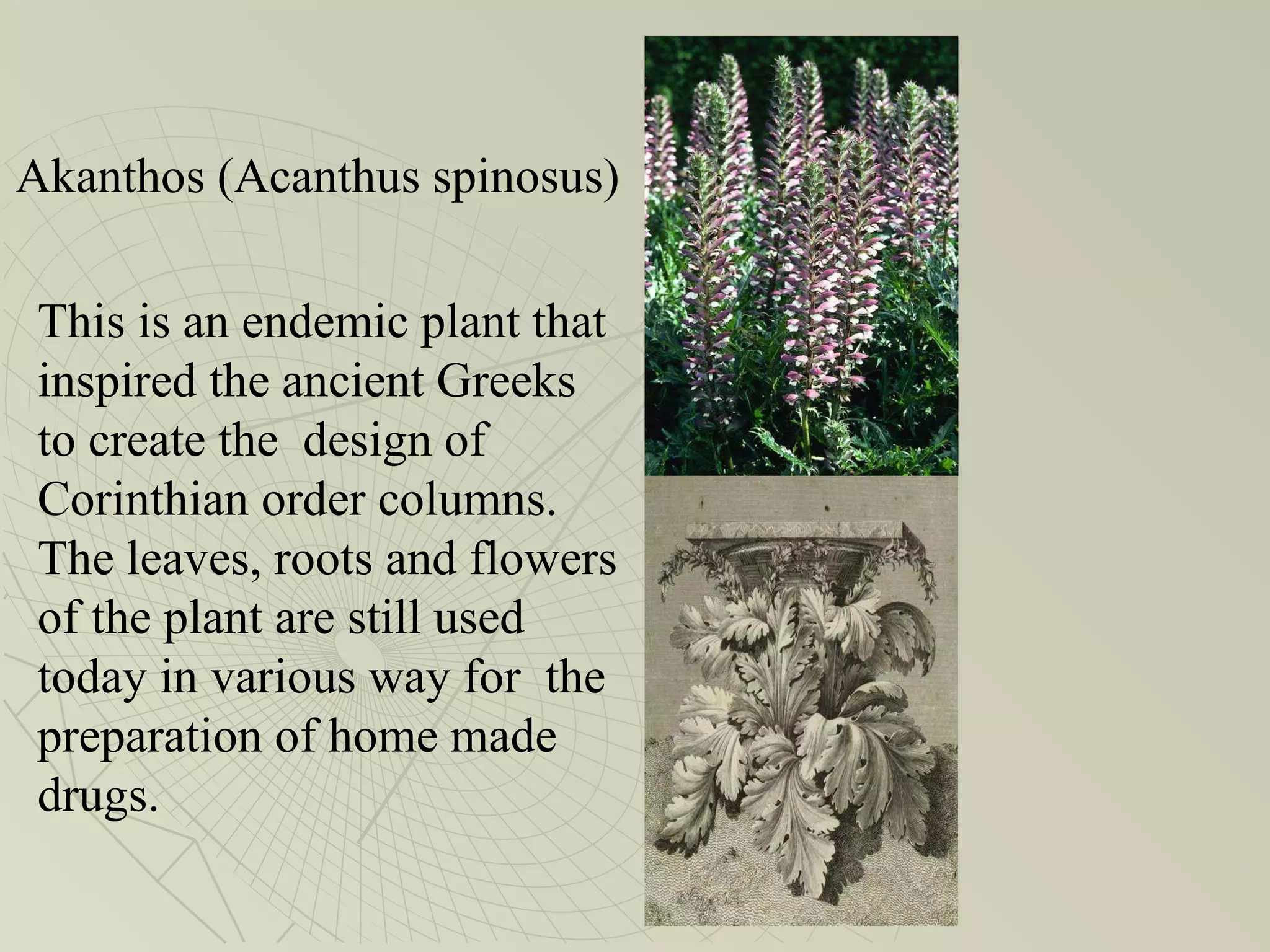 The fauna and flora on Akropolis of Athens | PPT