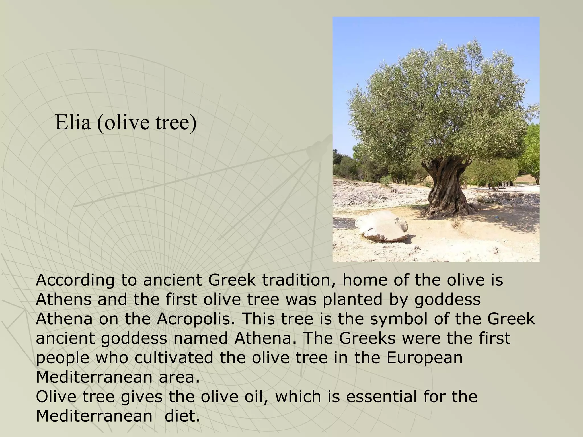 The fauna and flora on Akropolis of Athens | PPT