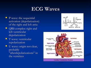 ECG Filtering Techniques And Methodologies | PPT