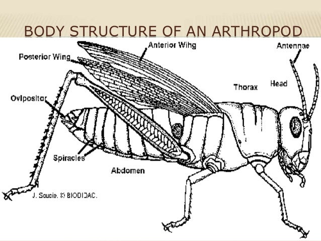 Akshat Biology Project 2