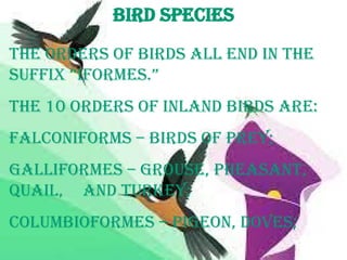 AKSHAT 8A best ha ya bird species GK PROJECT.ppt