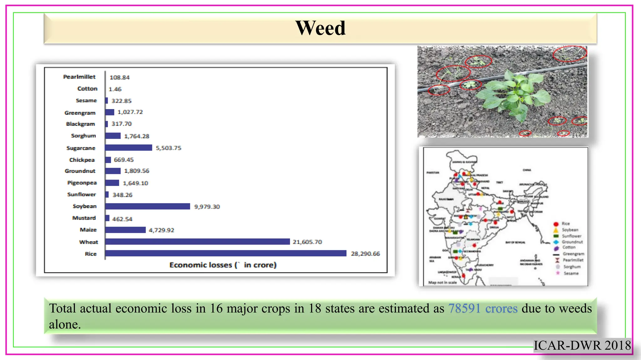 Weed Detection Using Deep Learning and Laser Weed Control | PDF