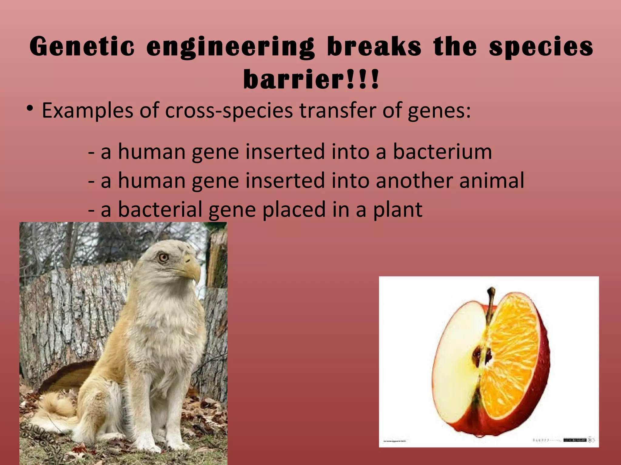 Genetic-engineering | PPT